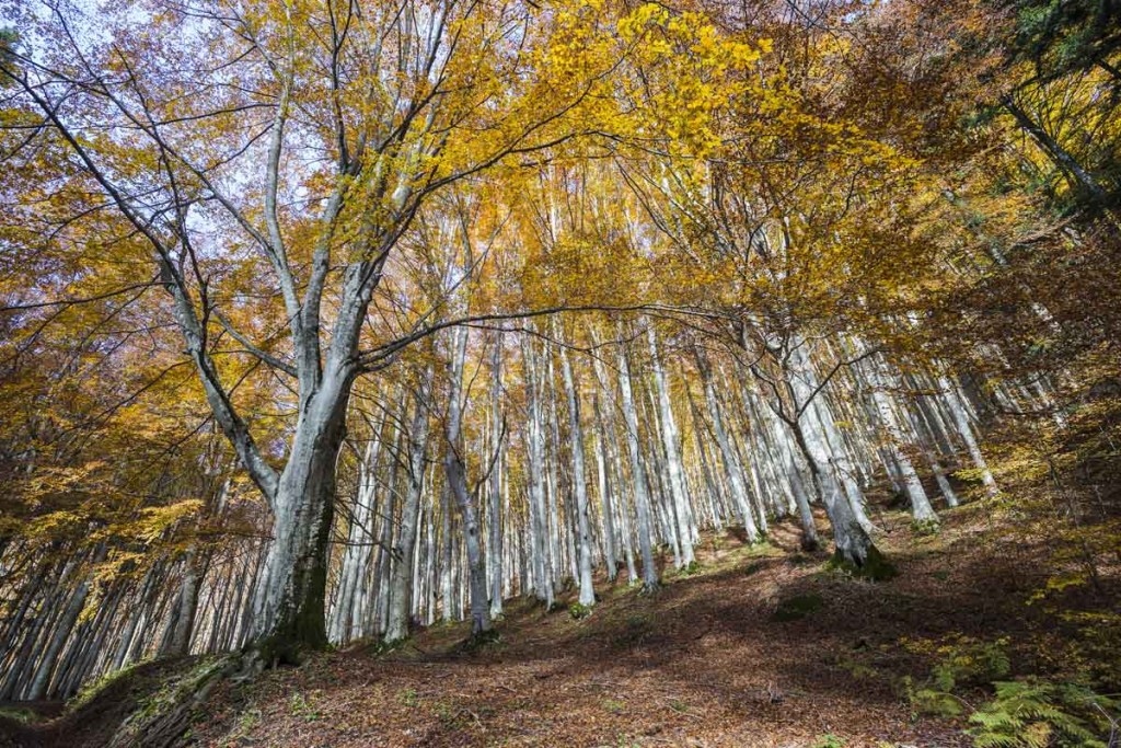 Ancient and primeval beech forests in Italy | Zainoo Blog