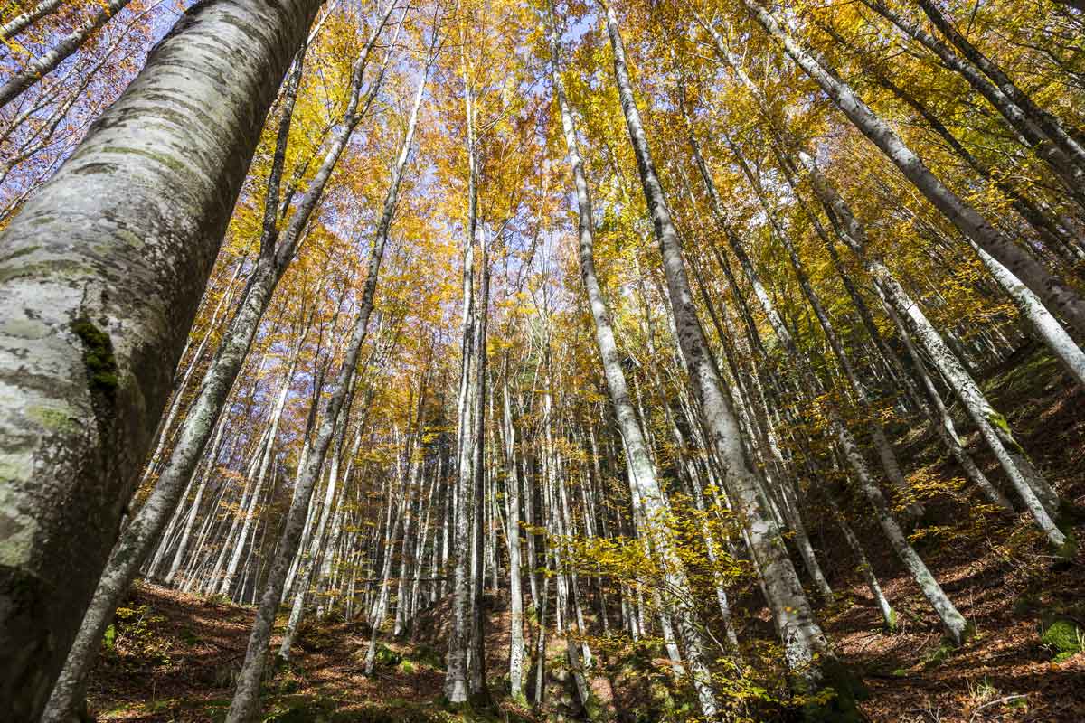Le antiche foreste di faggi primordiali in Italia | Zainoo Blog